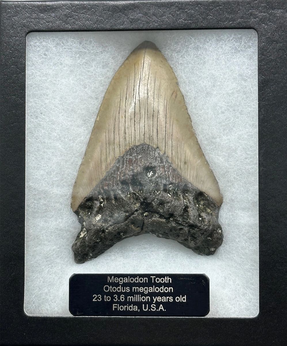 Megalodon Tooth w/Display Case and Label (G)