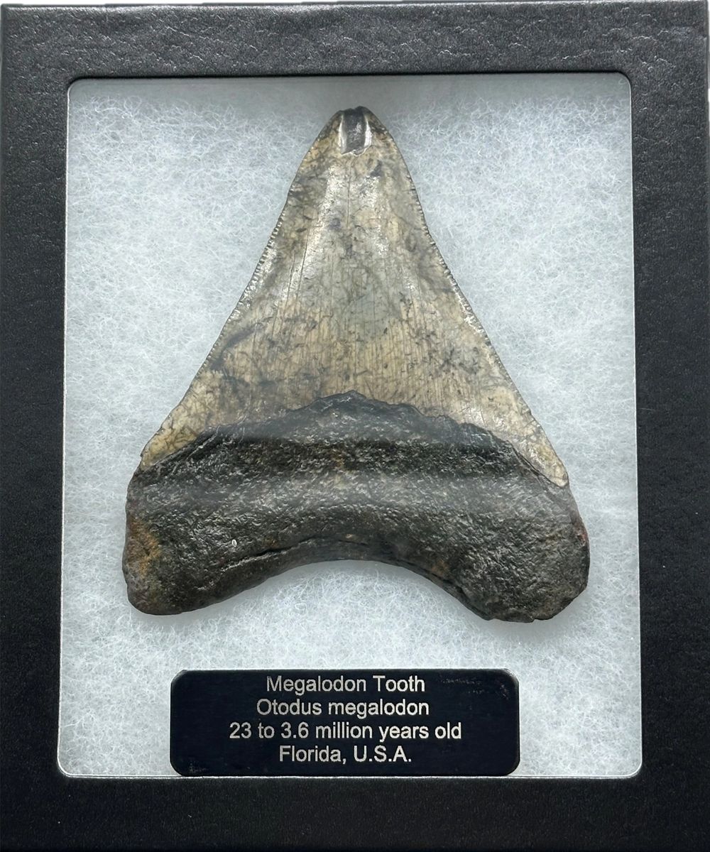 Megalodon Tooth w/Display Case and Label (H)