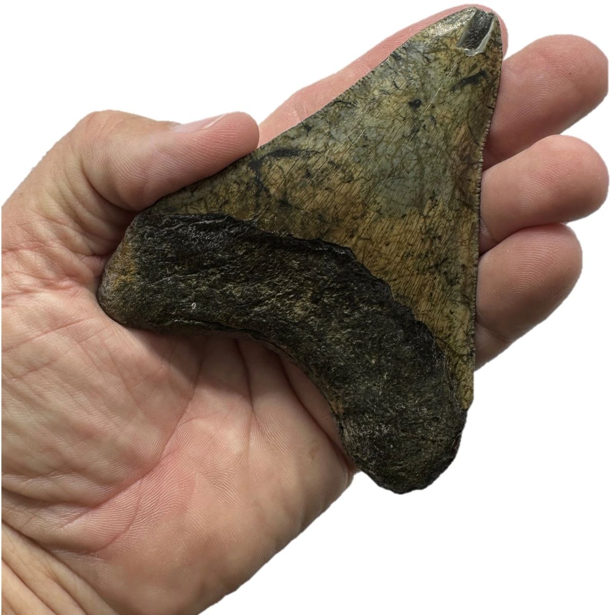 Megalodon Tooth w/Display Case and Label (H)