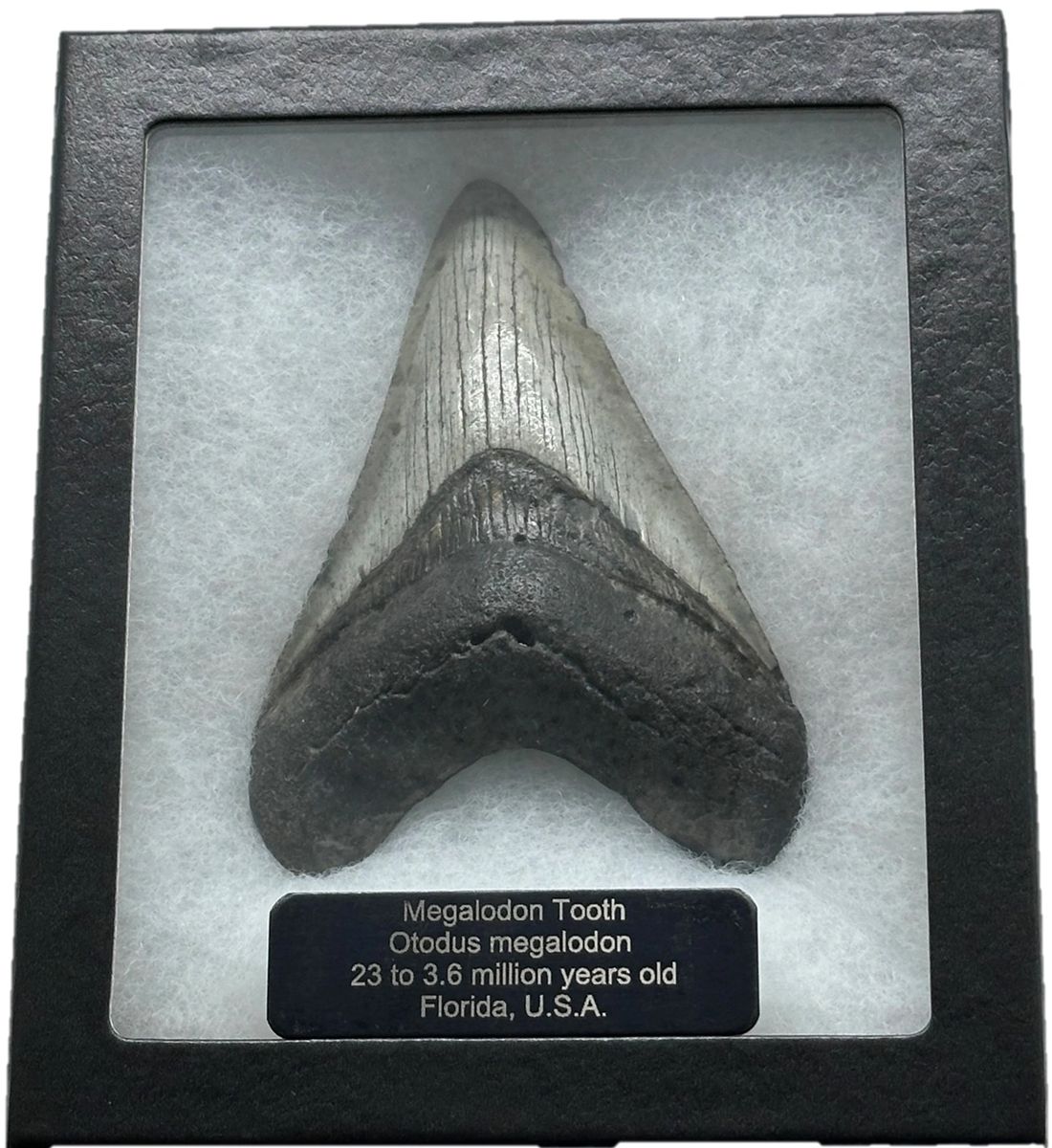 Megalodon Tooth w/Display Case and Label (I)