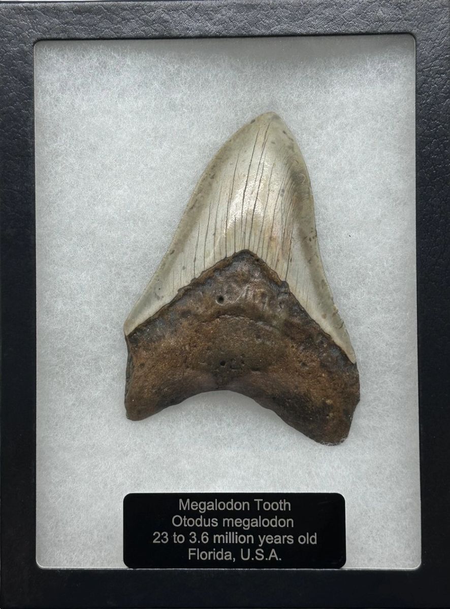 Megalodon Tooth (#24) with Display Case and Laser Label