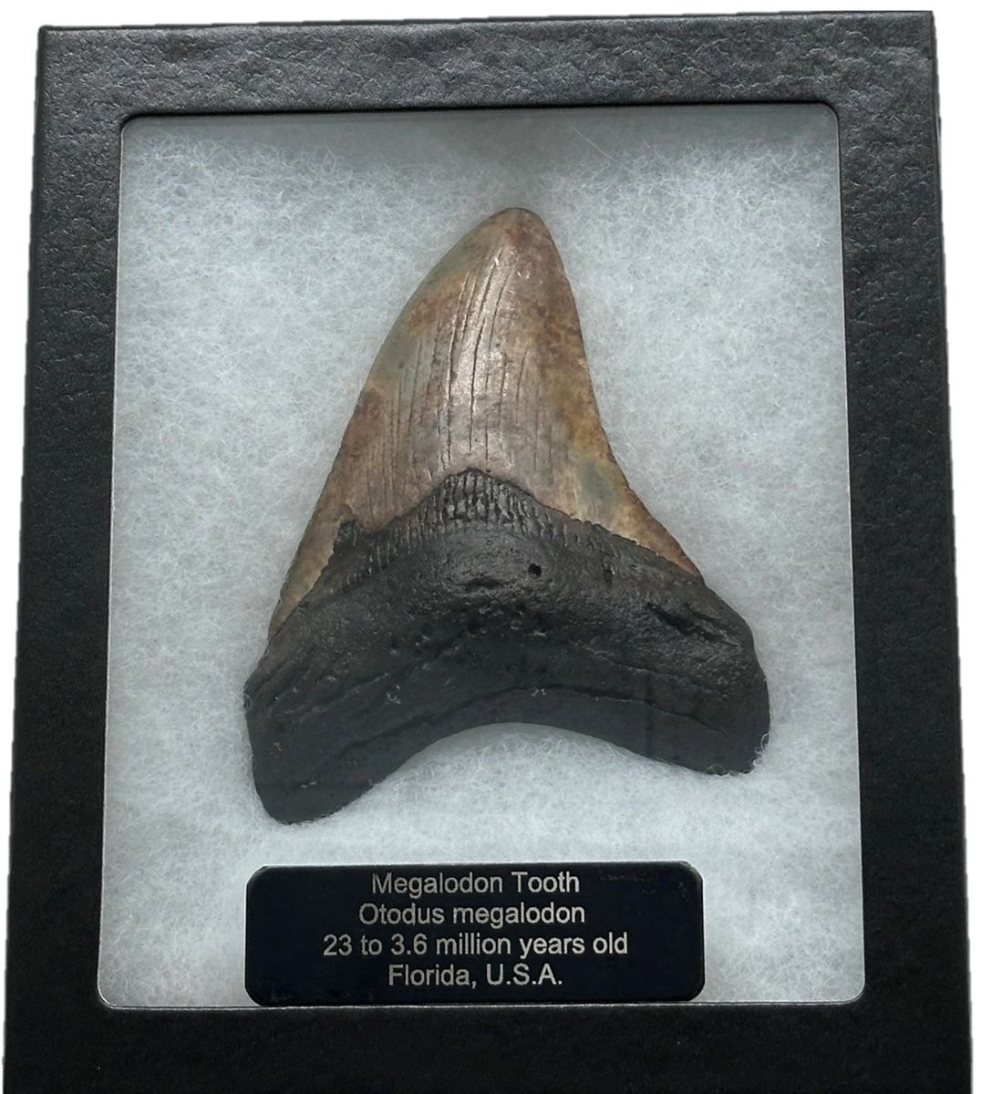 Megalodon Tooth w/Display Case and Label (K)