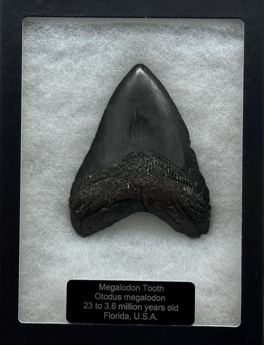 Megalodon Tooth w/Display Case and Label