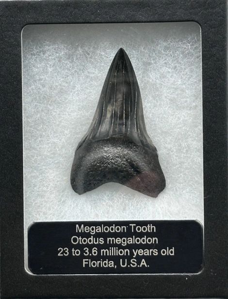 Megalodon Tooth w/Display Case and Label (M)