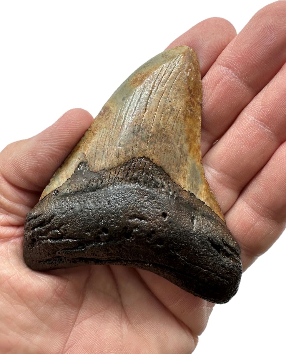 Megalodon Tooth w/Display Case and Label (K)
