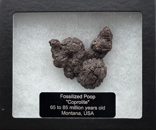 Fossilized Poop "Coprolite" w/Display Box (A)