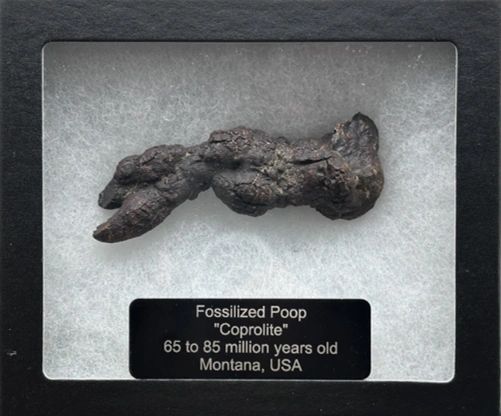 Fossilized Poop "Coprolite" w/Display Box (B)