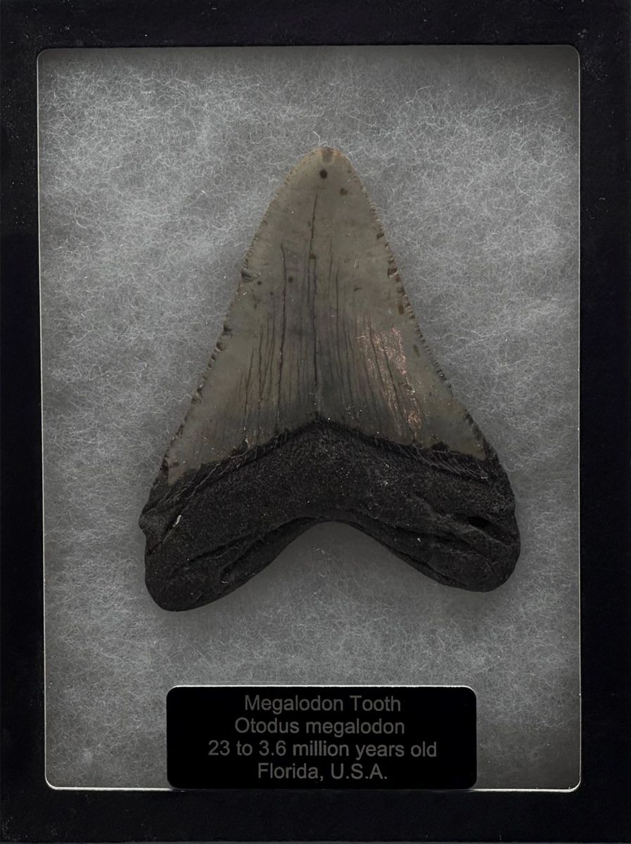 Megalodon Tooth w/Display Case and Label