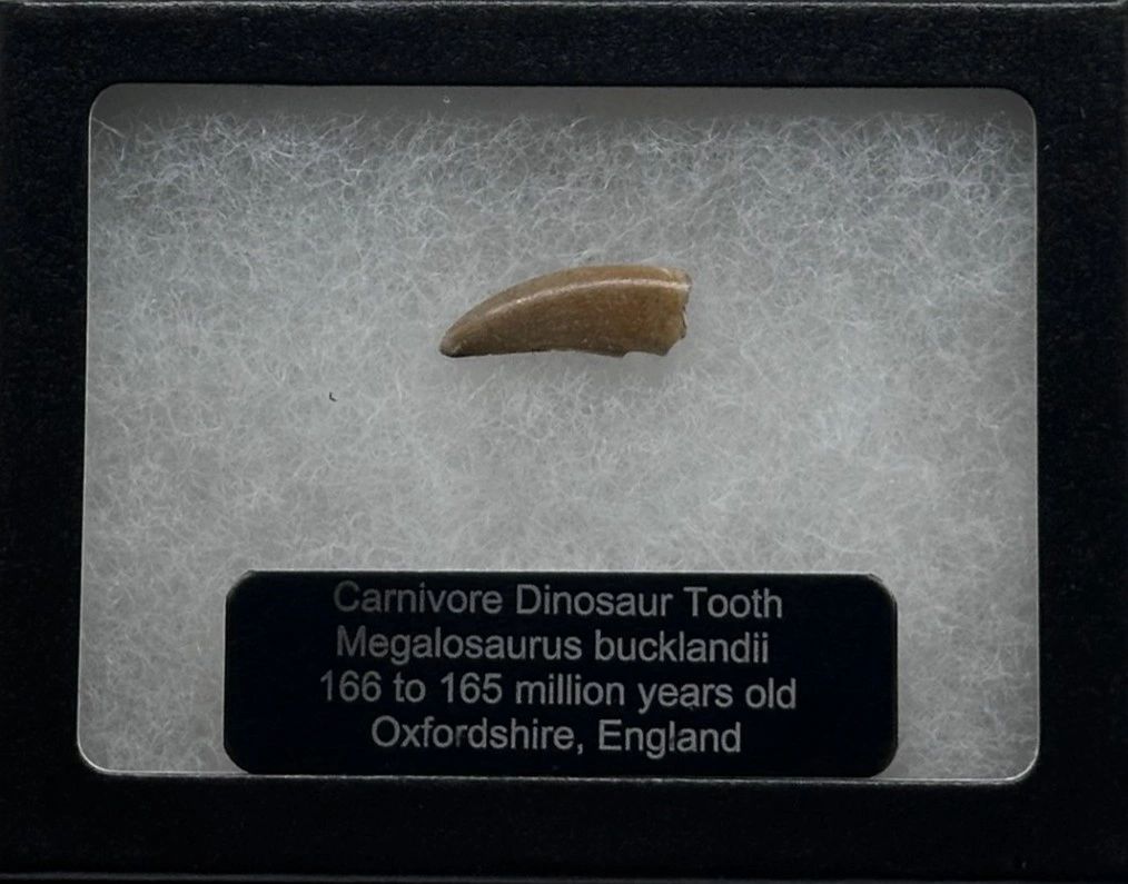 Megalosaurus Tooth w/Display Box and Label