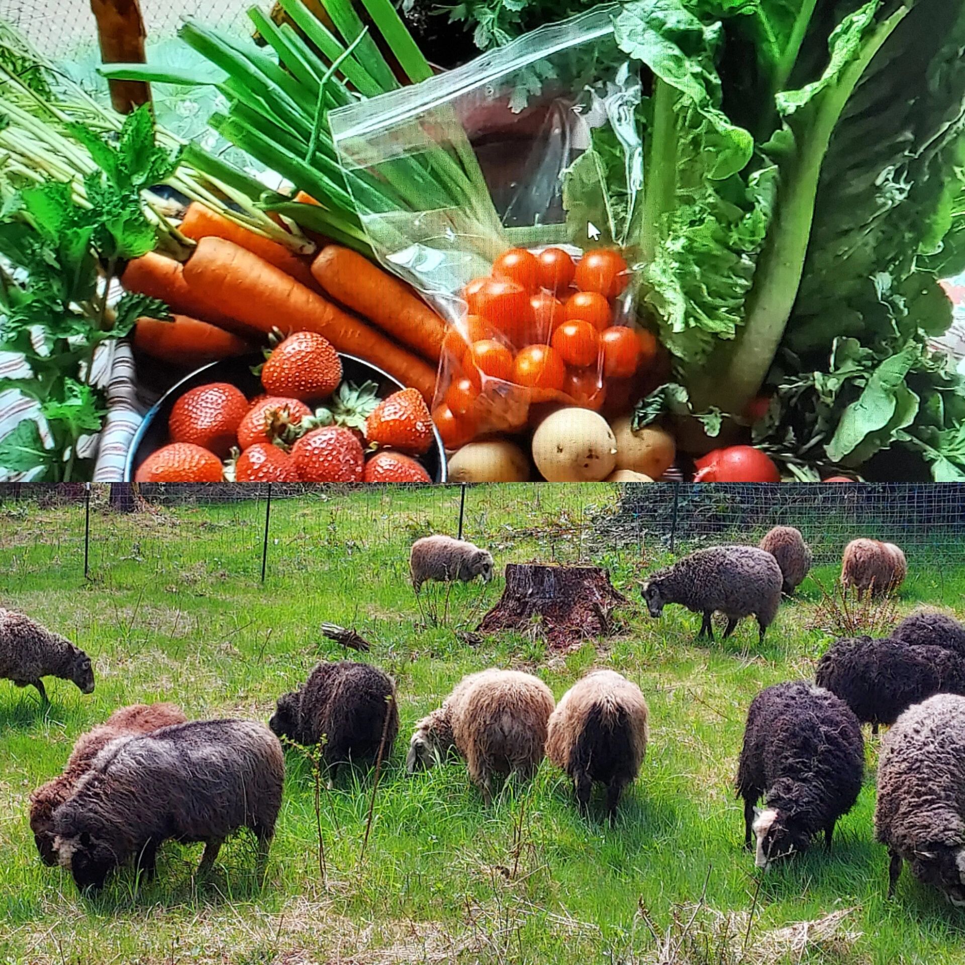 Tall Timbers Farm - Csa, Adopt a Lamb, Wool, Eggs, Vegetables