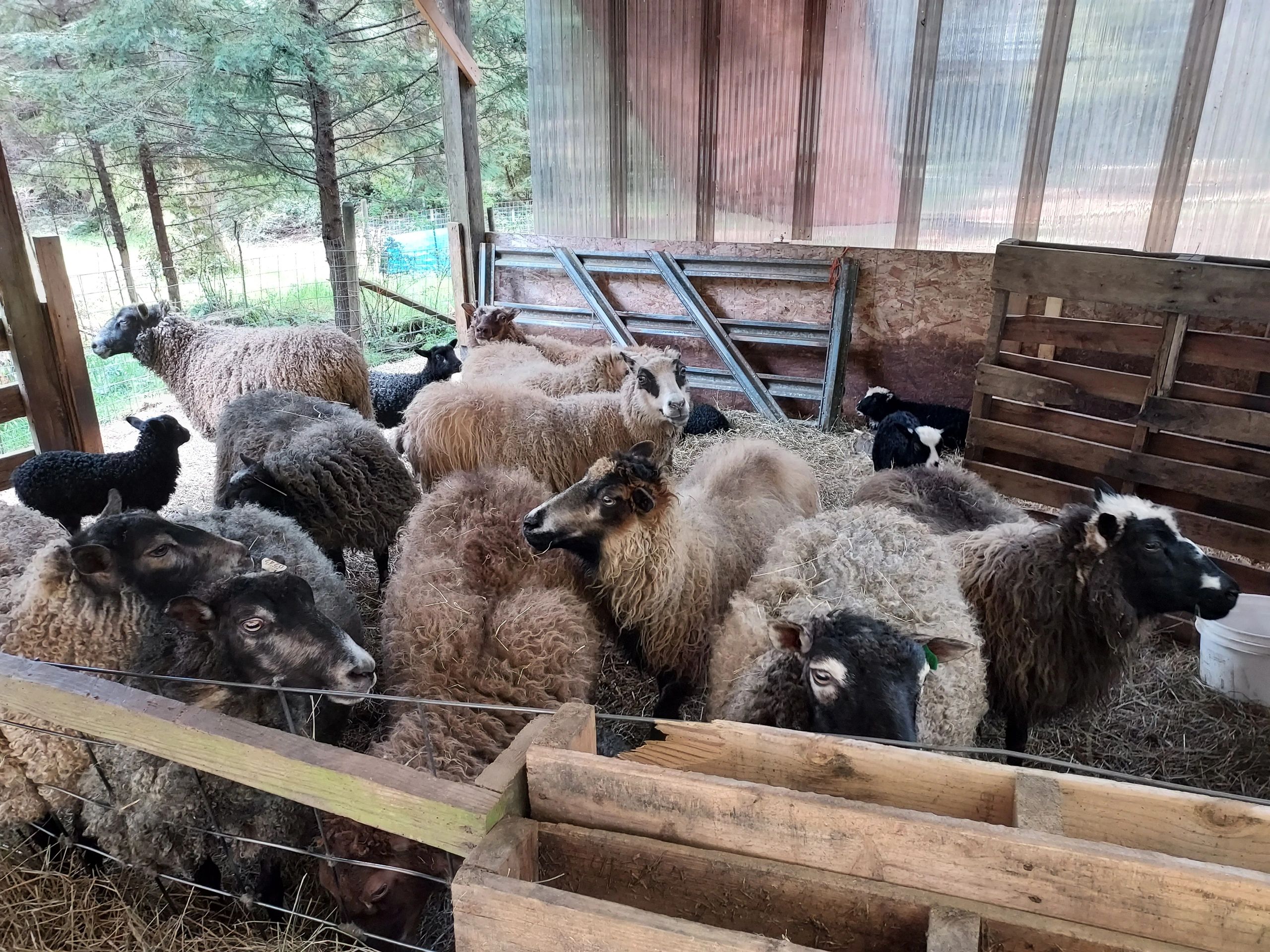 Tall Timbers Farm - Csa, Adopt a Lamb, Wool, Eggs, Vegetables