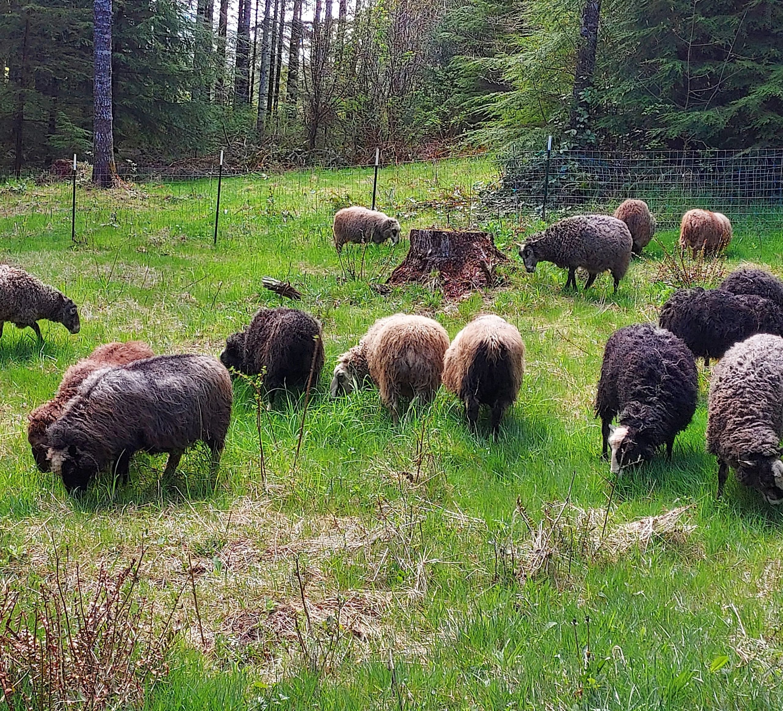 Tall Timbers Farm - Csa, Adopt a Lamb, Wool, Eggs, Vegetables