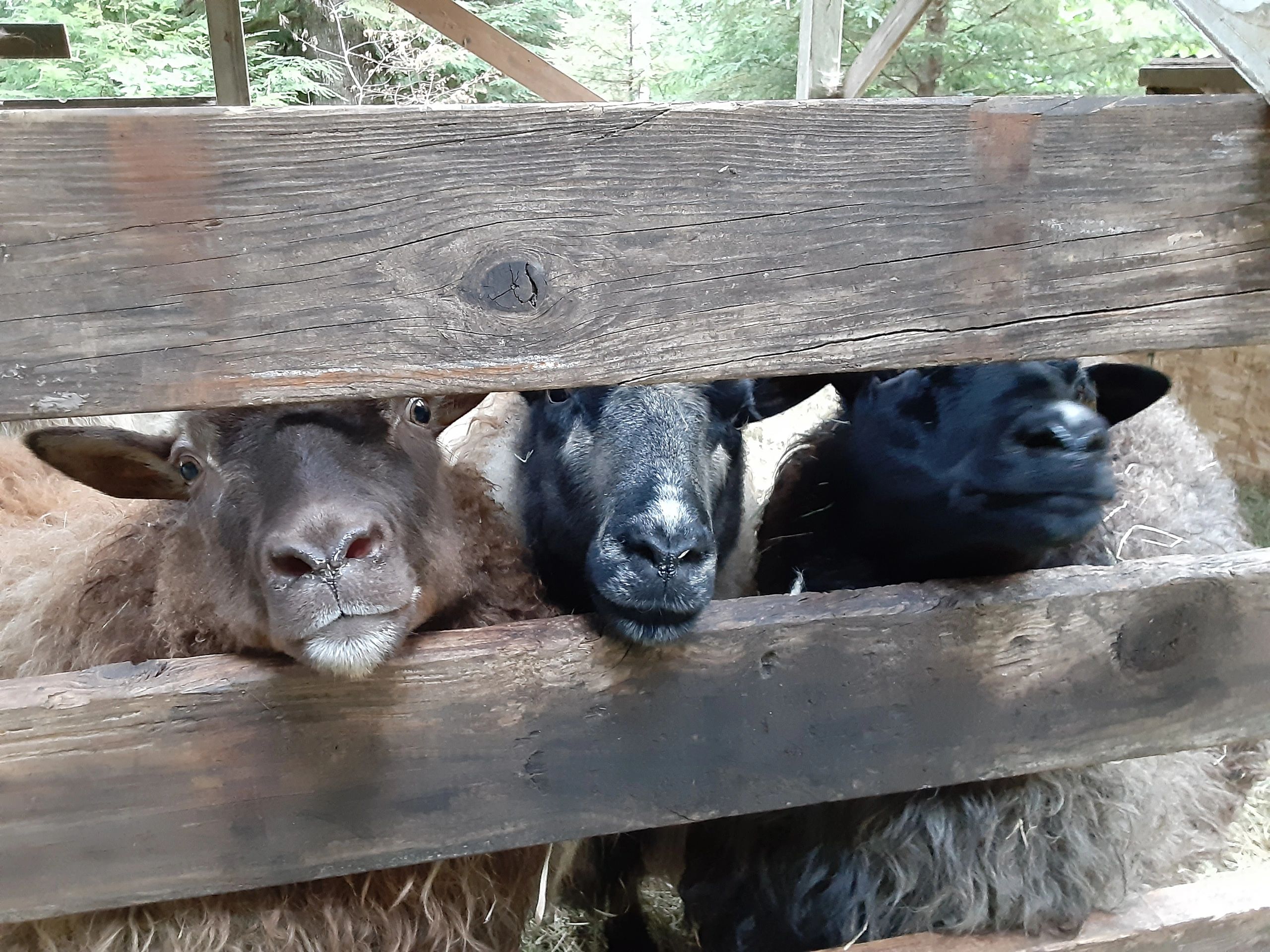 Tall Timbers Farm - Csa, Adopt a Lamb, Wool, Eggs, Vegetables
