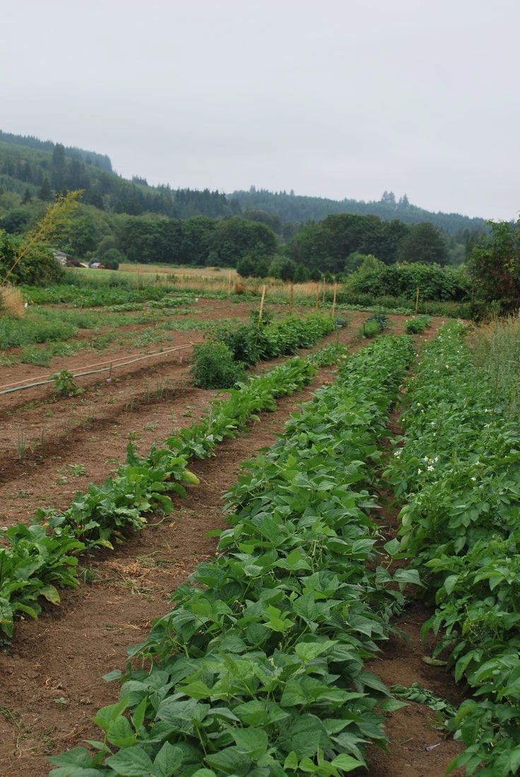 Tall Timbers Farm - Csa, Adopt a Lamb, Wool, Eggs, Vegetables