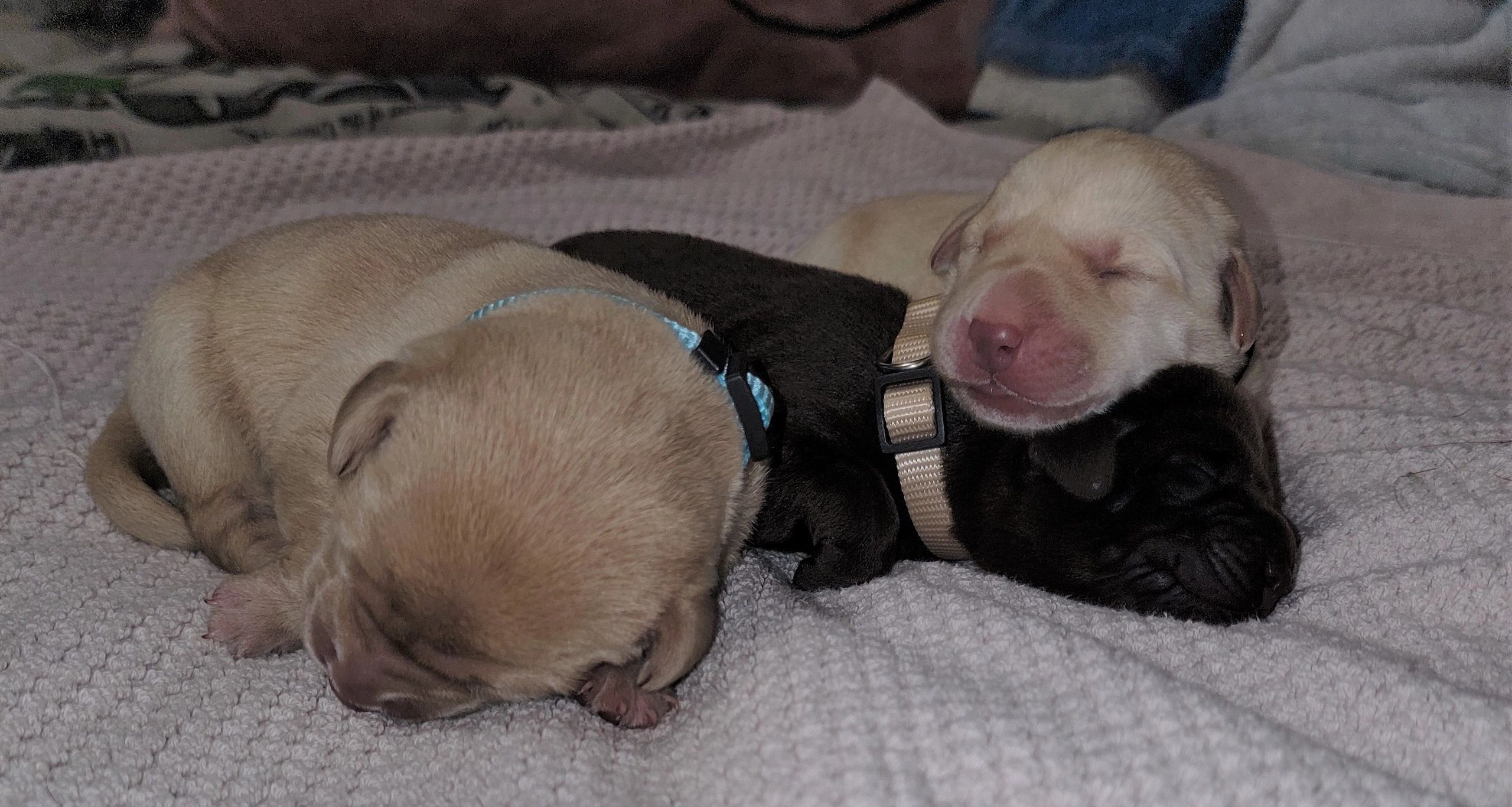 Pnwlabradors - Labrador Puppy, Breeder, Labrador