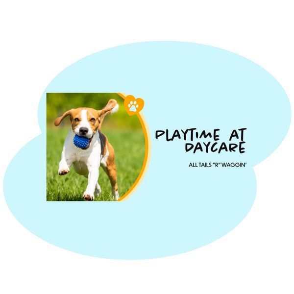 Award Winning Boarding | Daycare | Grooming