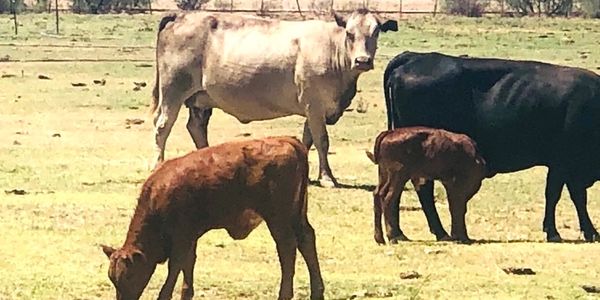 Diamond 11 Cattle Company - Beef, Custom Beef Processing, Beef