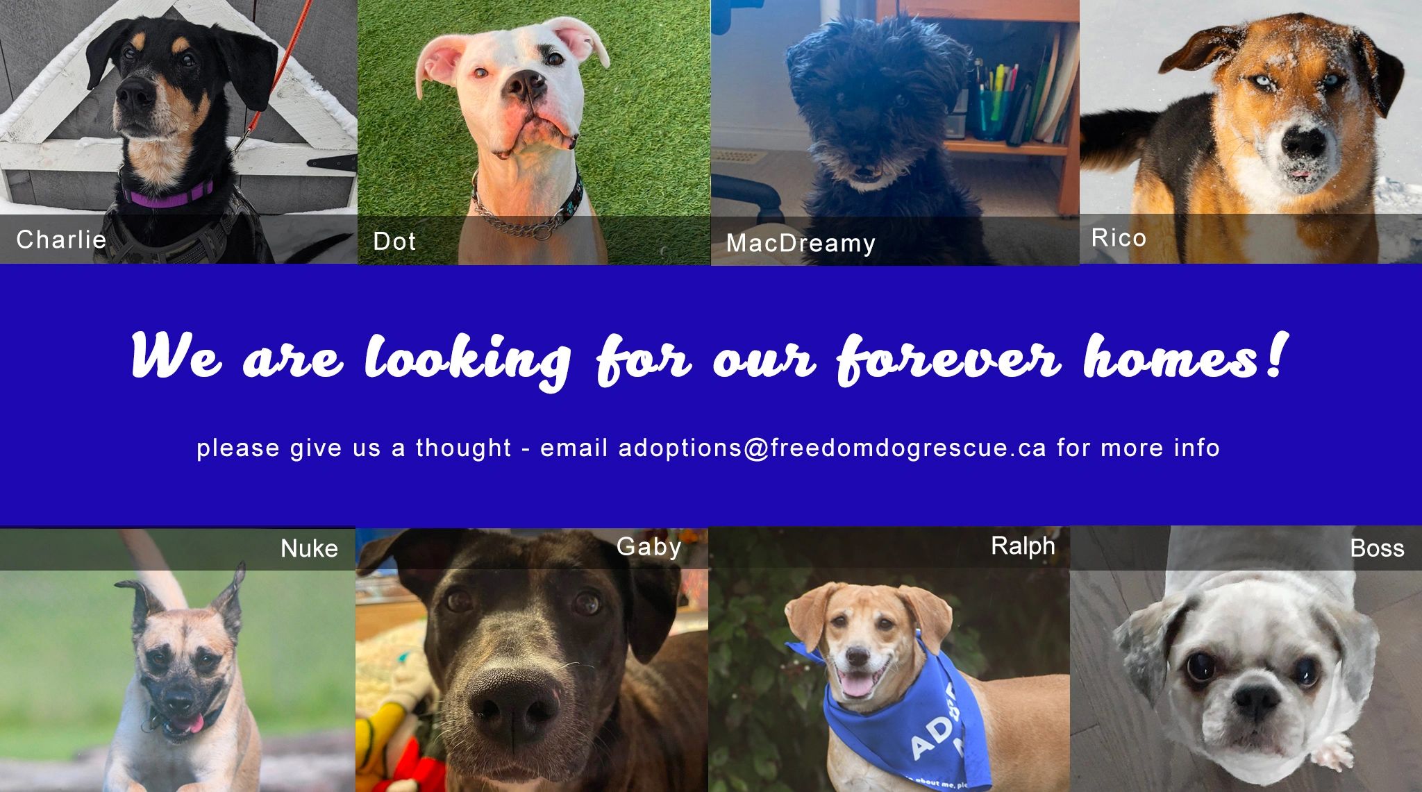 HOME [freedomdogrescue.ca]