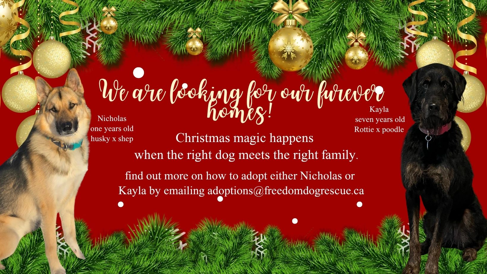 DIGBY | Freedom Dog Rescue