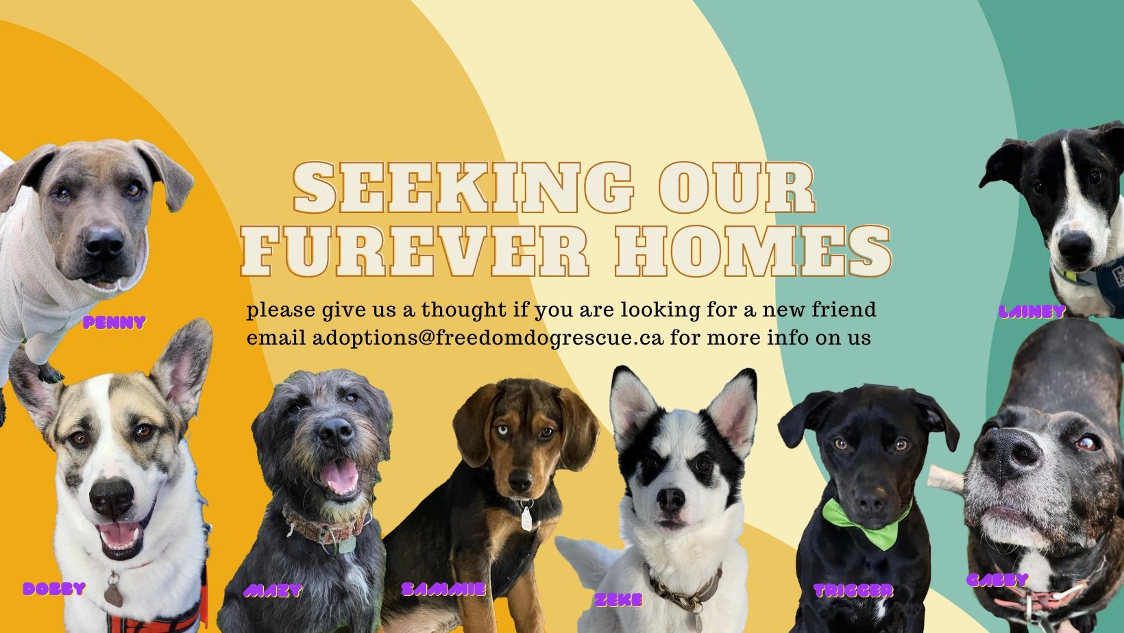 HOME [freedomdogrescue.ca]