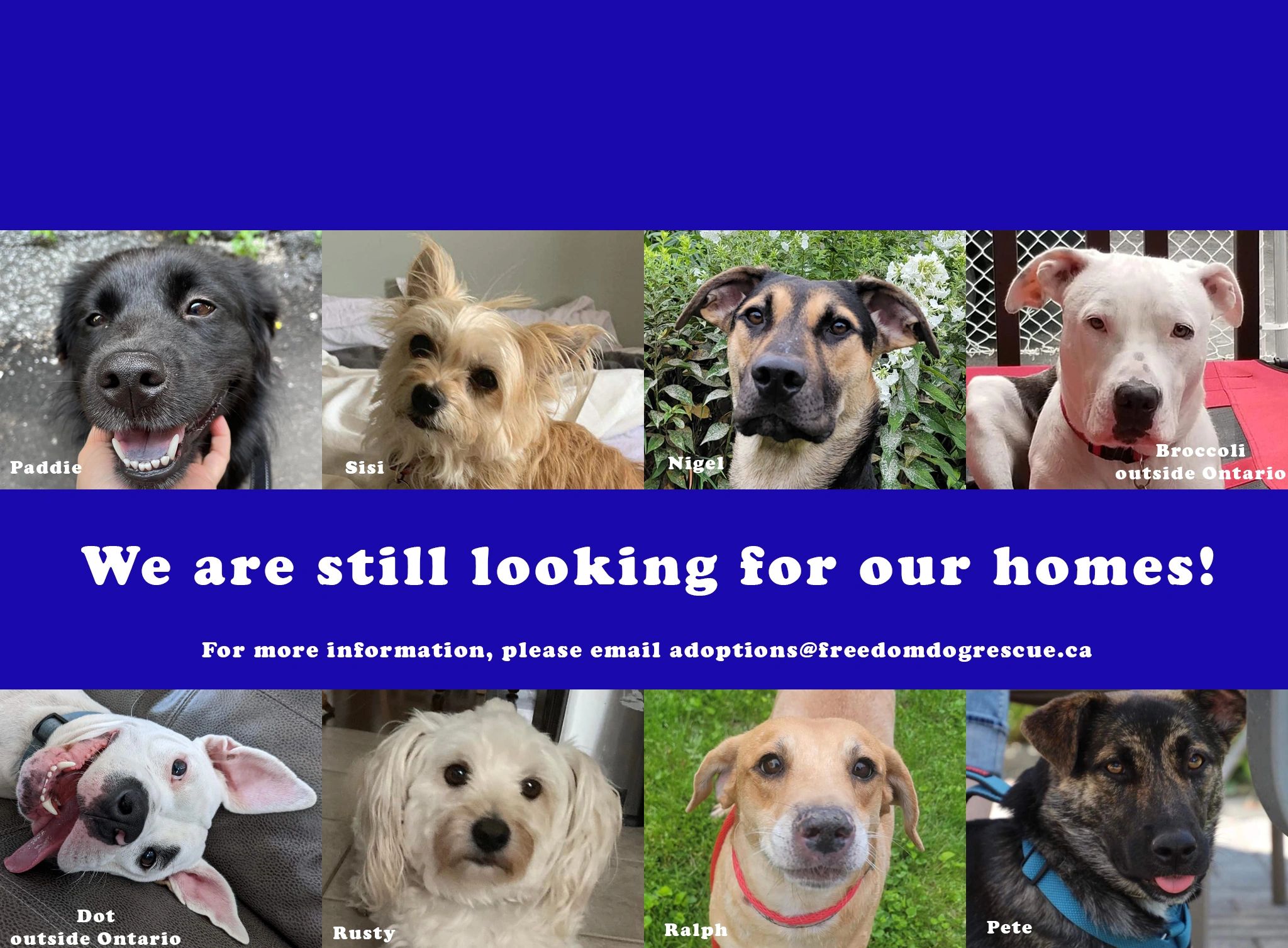 HOME [freedomdogrescue.ca]