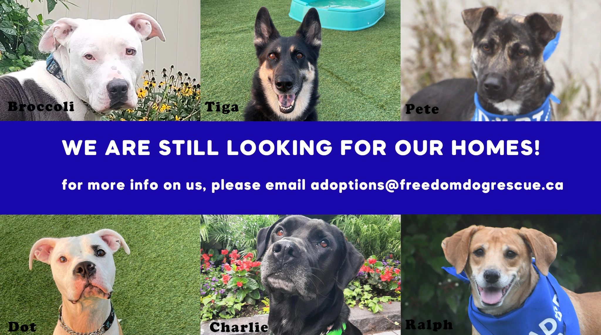 HOME [freedomdogrescue.ca]