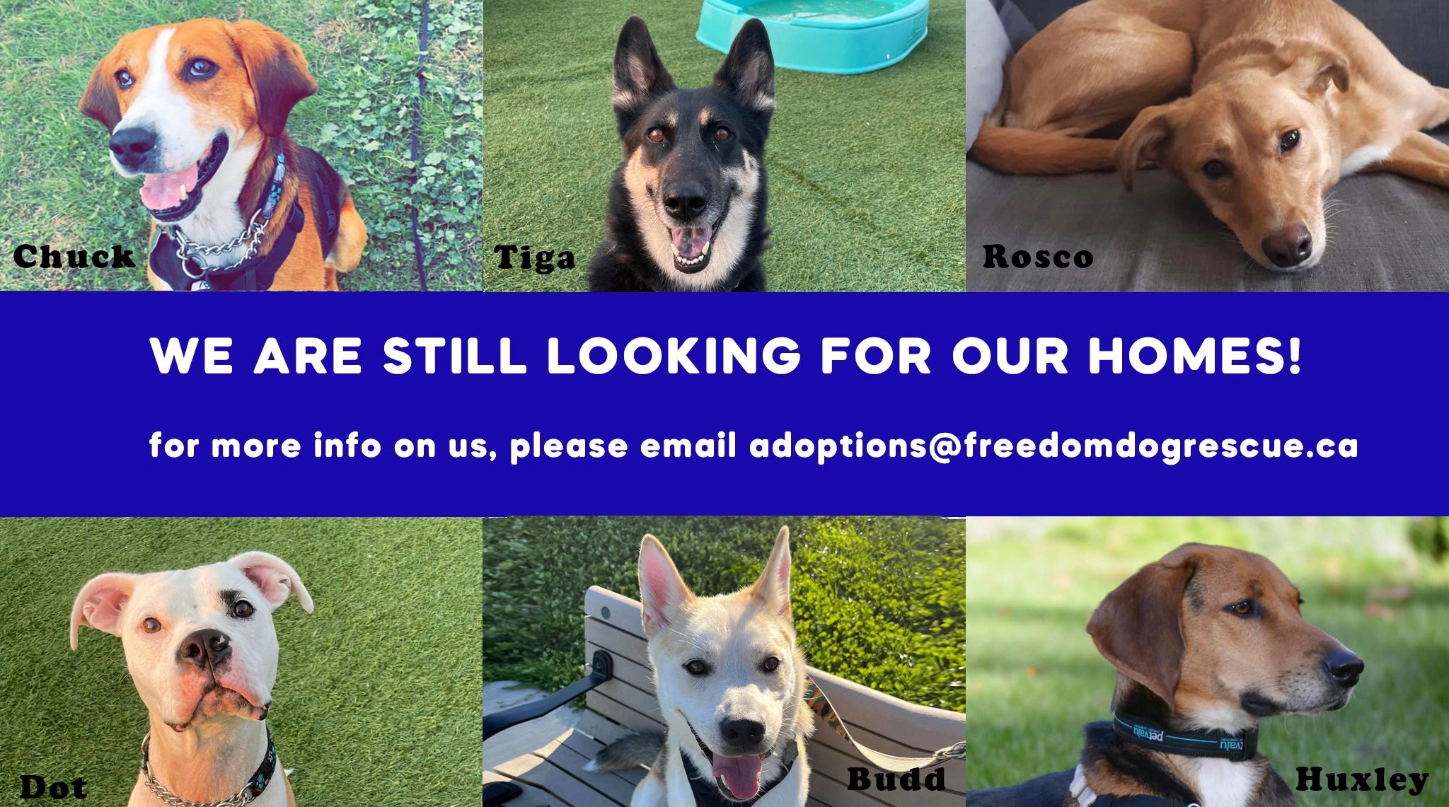 HOME [freedomdogrescue.ca]