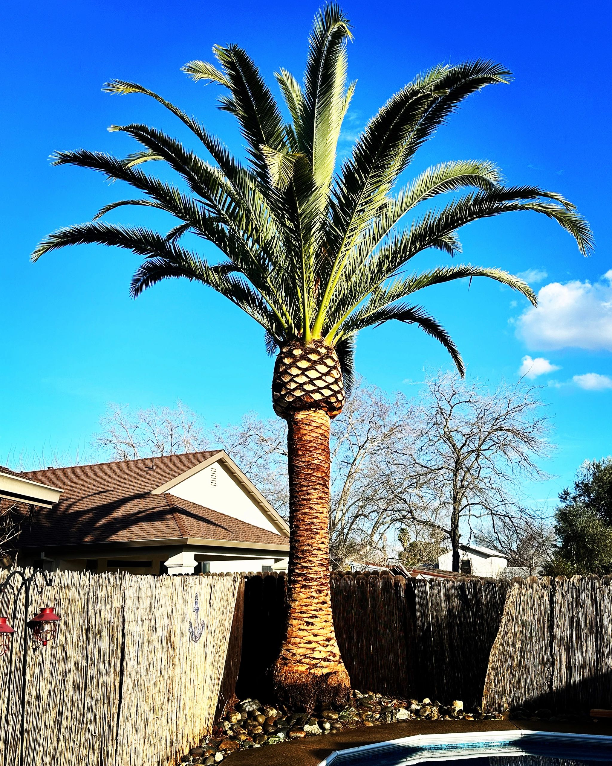 Palm Tree Men INC