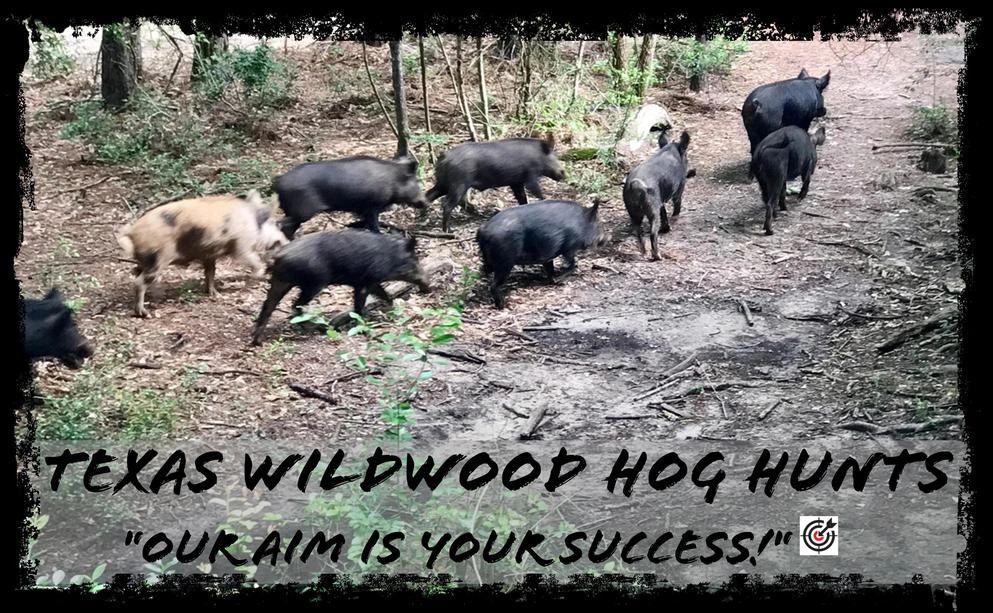 Texas Wildwood Hog Hunts