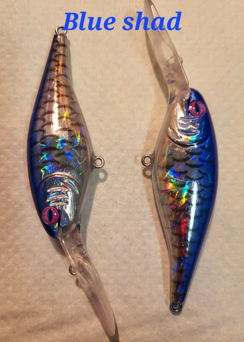 Blue shad flickr7