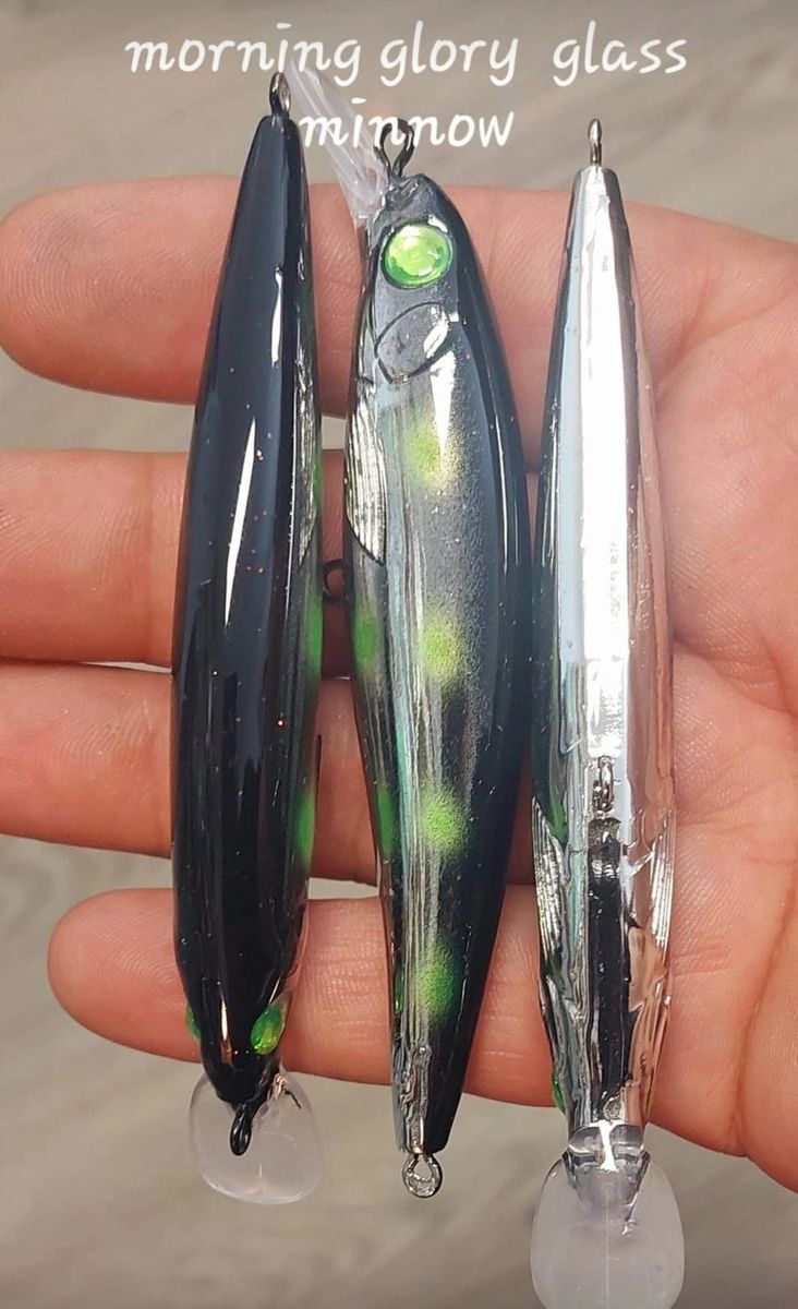 morning glory glass minnow