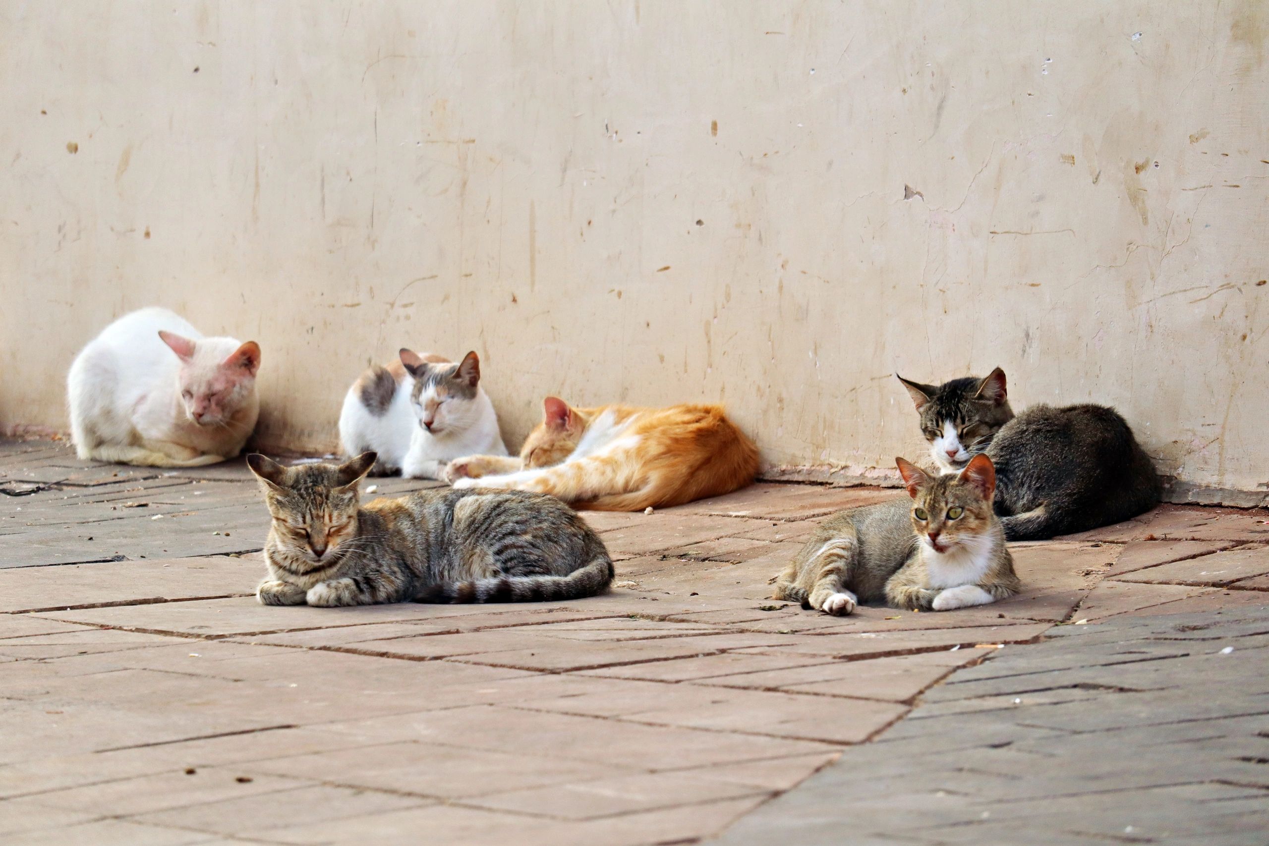 Stray Cat Guardians
