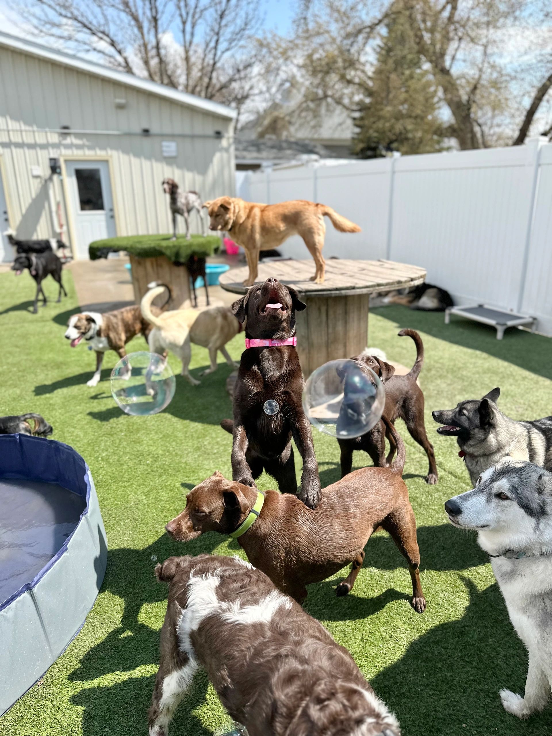 Boarding | Camp Canine