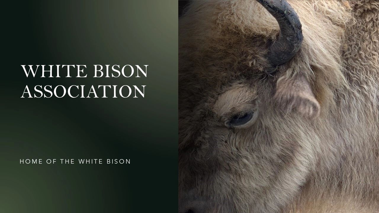 White Bison Association