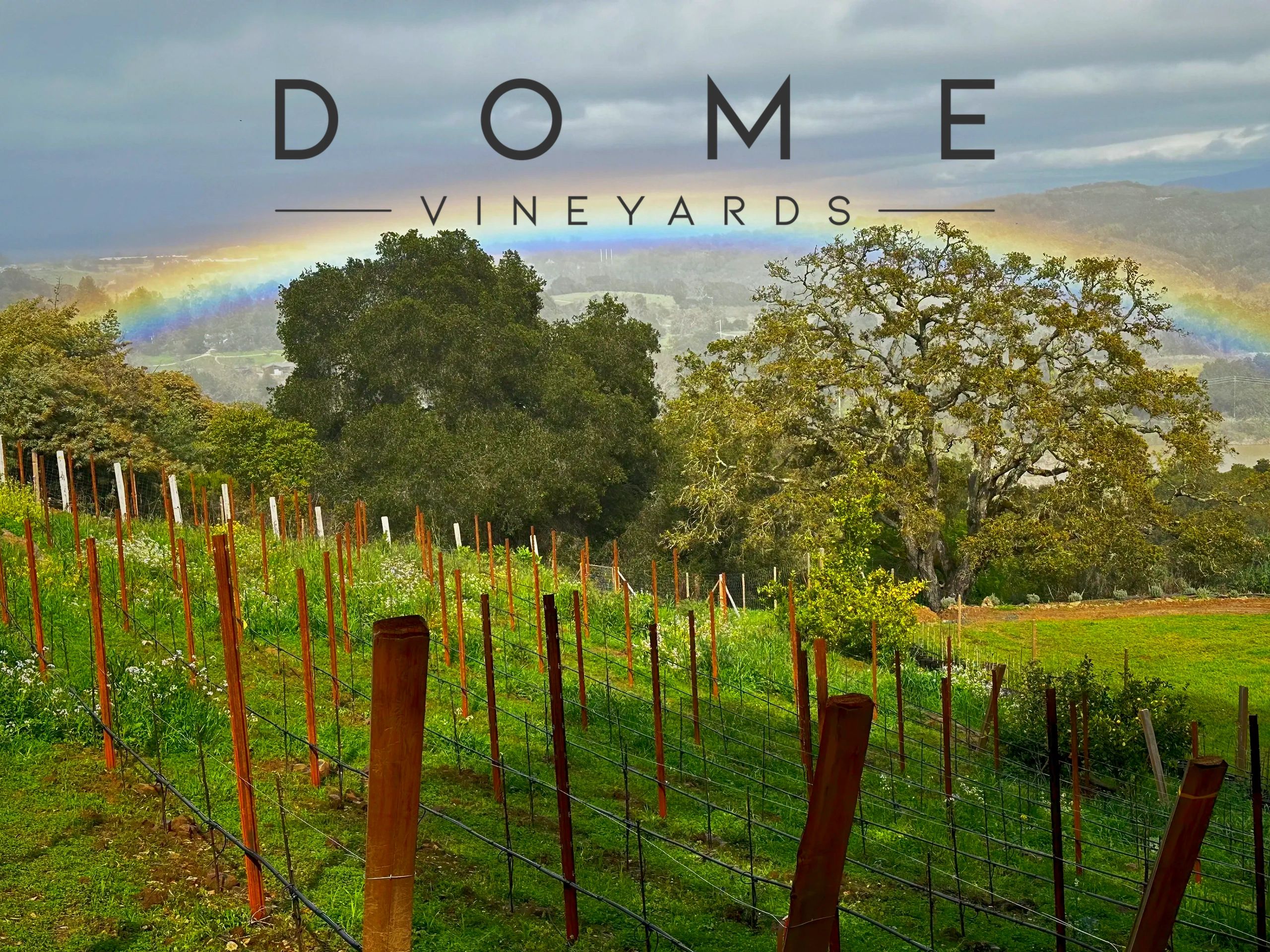 Dome Vineyards
