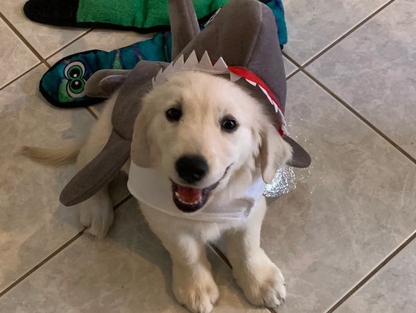 Gildedheart Retrievers - Registered Breeder, MDBA Breeder