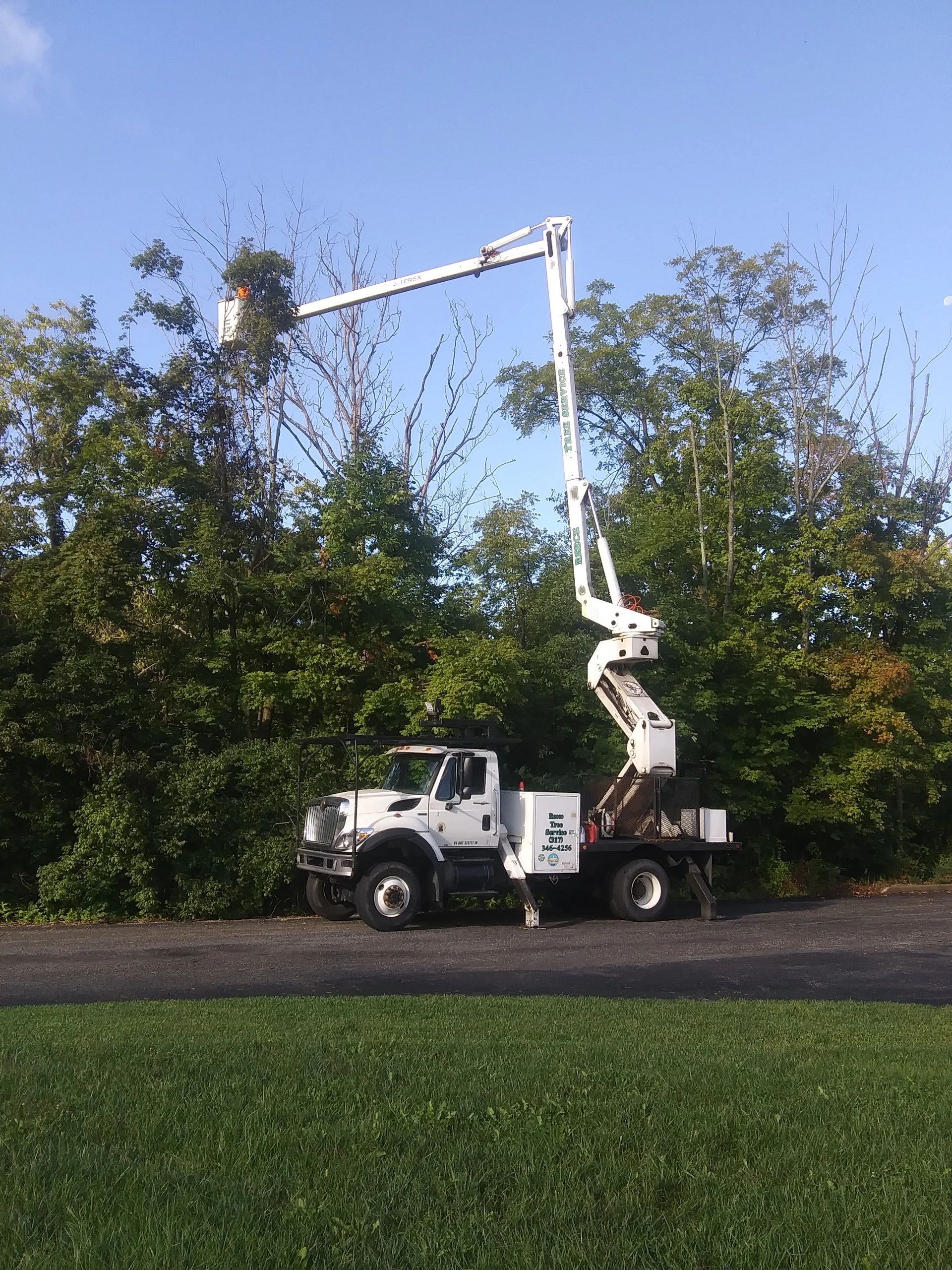Tree Service, Tree Removal - Reece Tree Service - Whiteland, Indiana