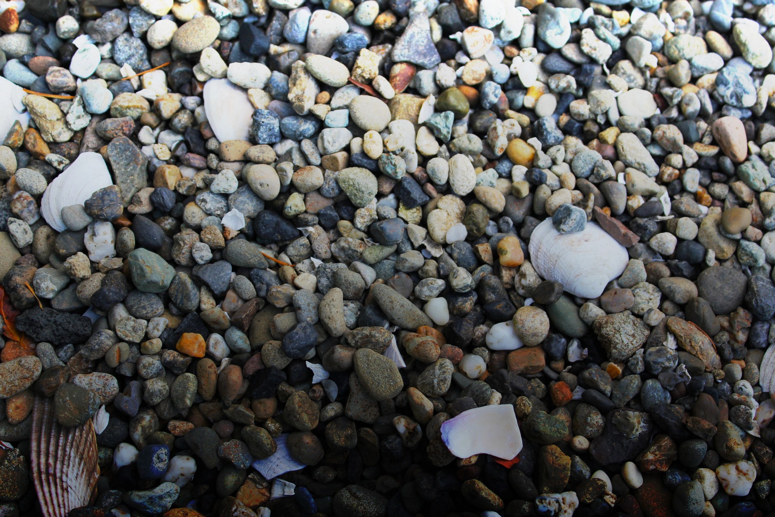 Sound Shellfish - Sound Shellfish, Geoduck, Mussels, Oysters