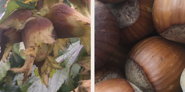 Dixie Orchards - Pick Your Own Fruit, Apple Orchard