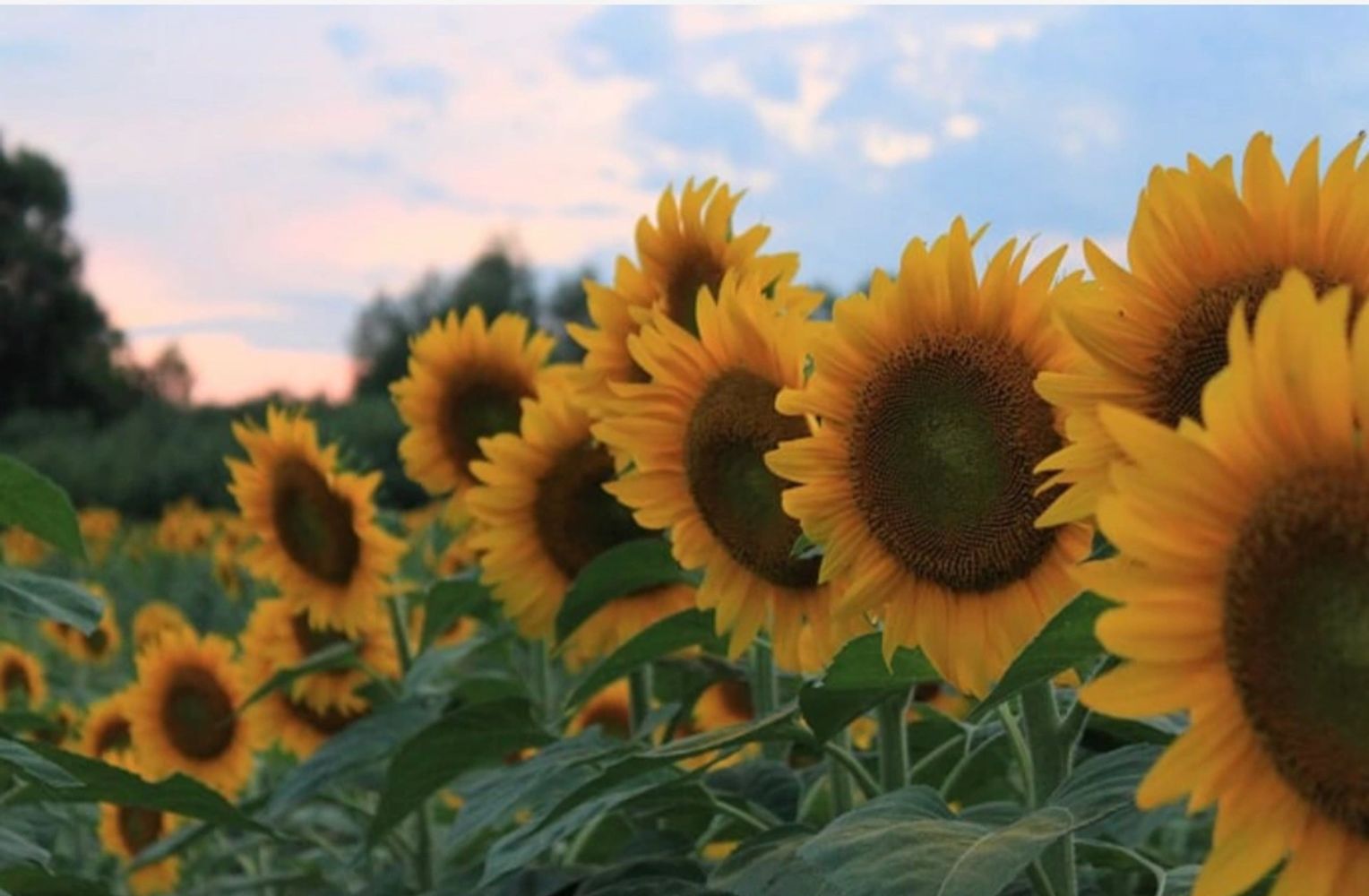 Dixie Orchards - Pick Your Own Fruit, Apple Orchard