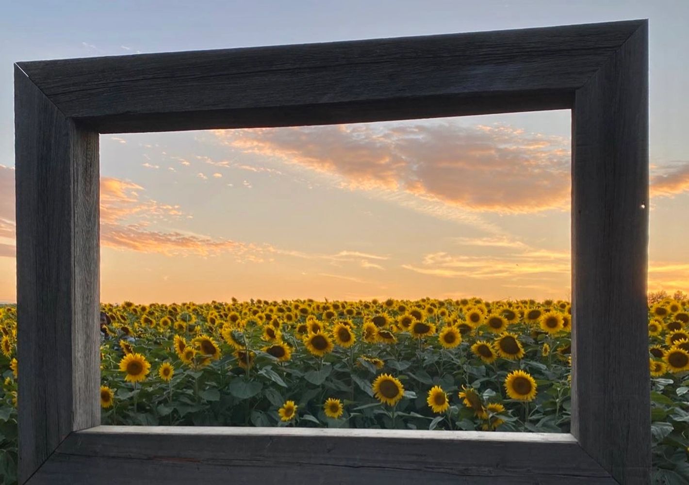 Dixie Orchards - Pick Your Own Fruit, Apple Orchard