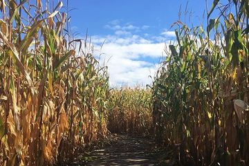 Dixie Orchards - Pick Your Own Fruit, Apple Orchard