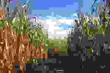 Dixie Orchards - Pick Your Own Fruit, Apple Orchard