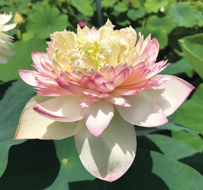 Tips for Choosing, Planting and Growing Lotus