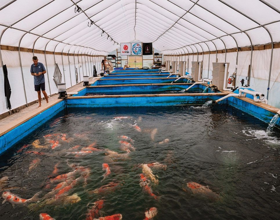 Language of Koi | Keeping Koi Healthy with Water Quality