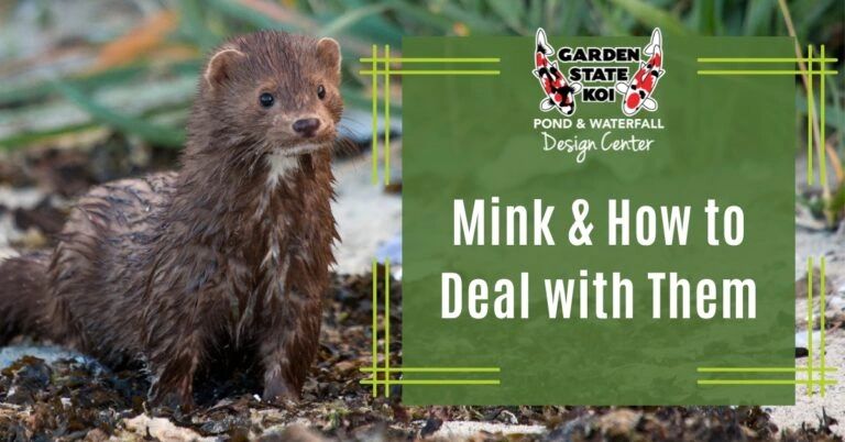 Mink Control in your Pond