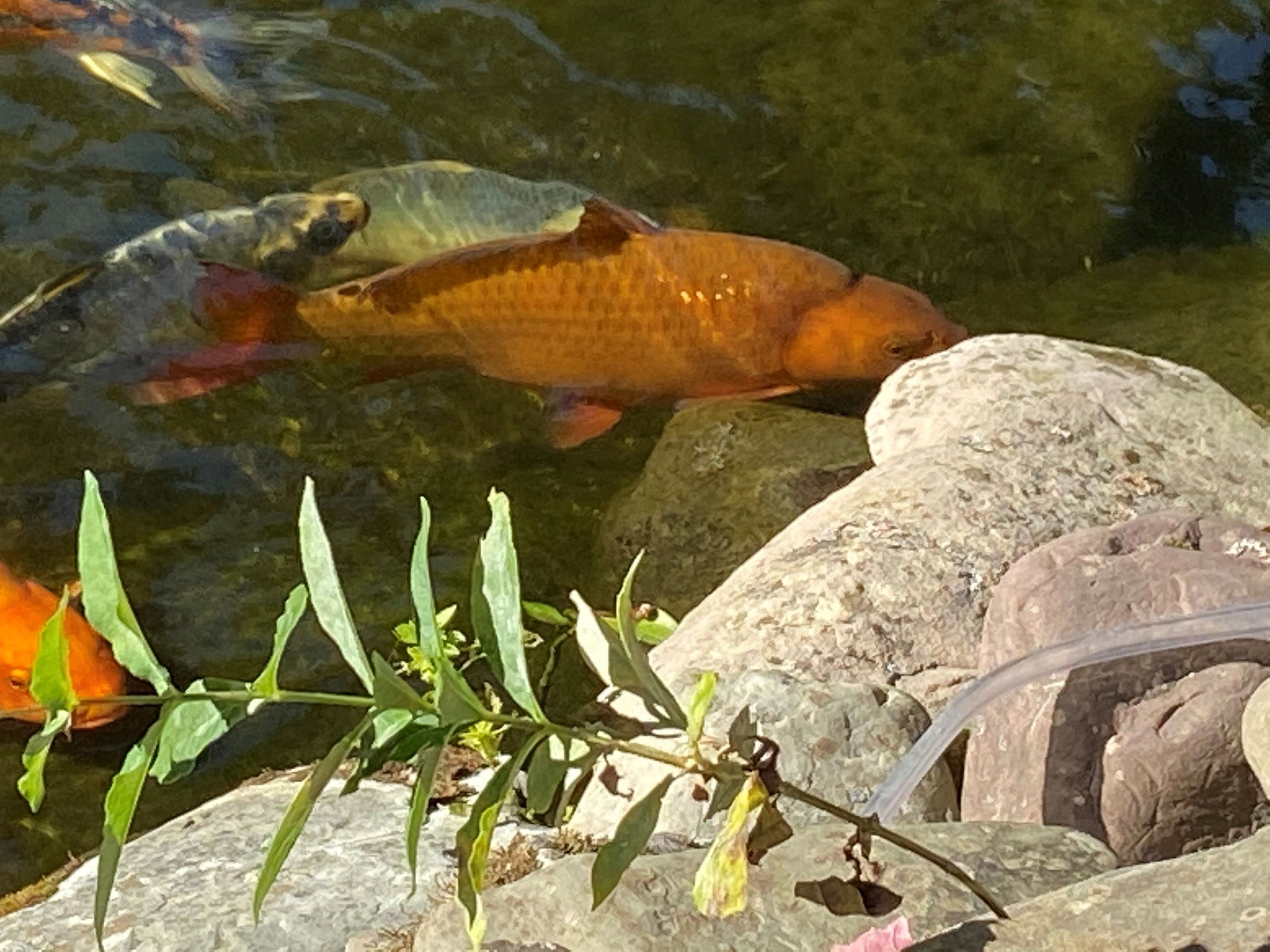 How To Test Pond Water Quality Easily & Improve It