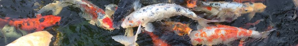 Feeding Your Coldwater Koi – The Basics
