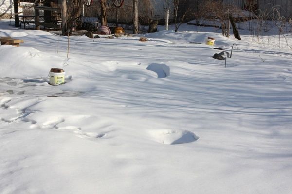 Overwintering Koi Under Thick Ice