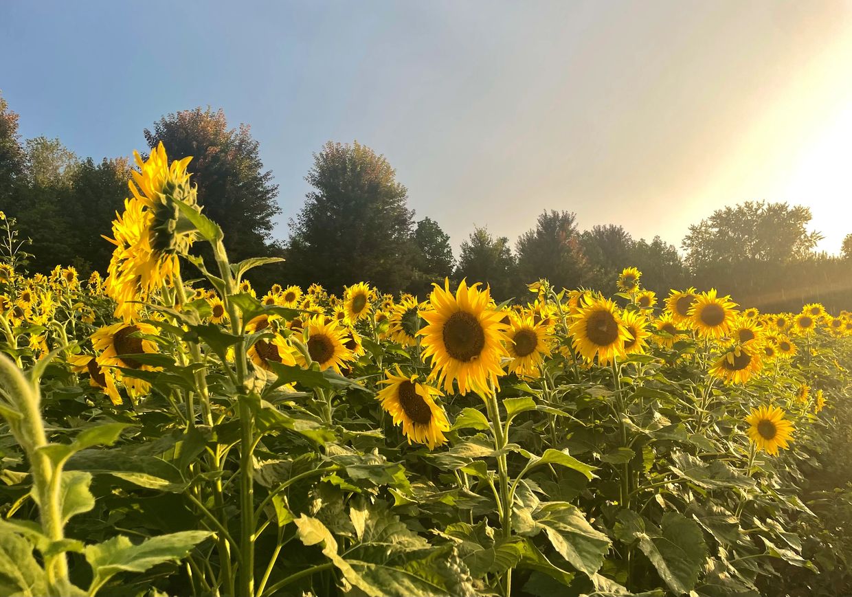 Sunflowers | Kent Meadows Farm